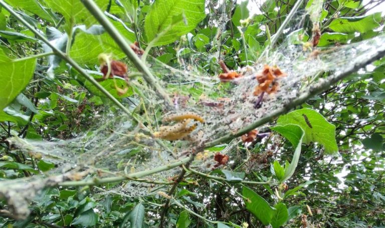 Eichenprozessionsspinner: Stadt Geesthacht entfernt Nester – Herzogtum ...